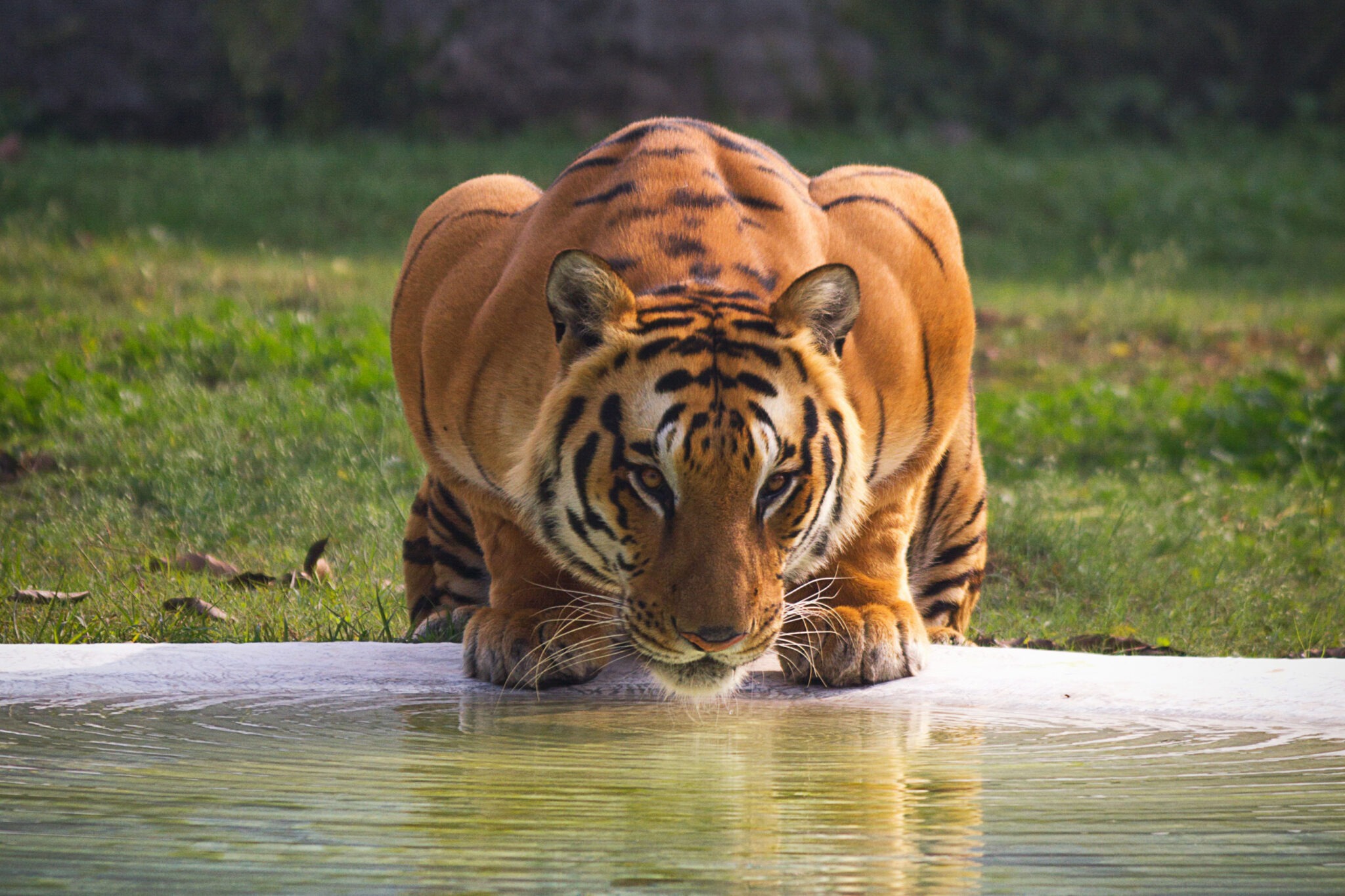 free download pictures of wild animals 4k Pictures