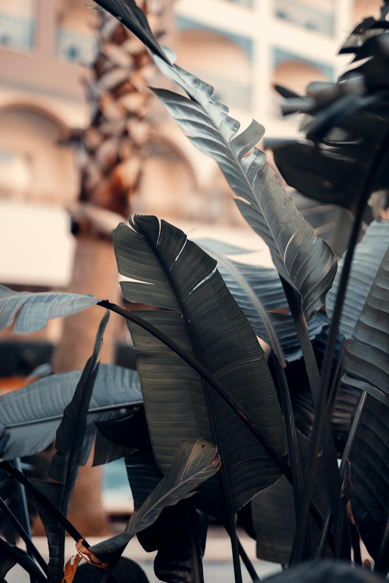 4k Pictures - 4k Pictures