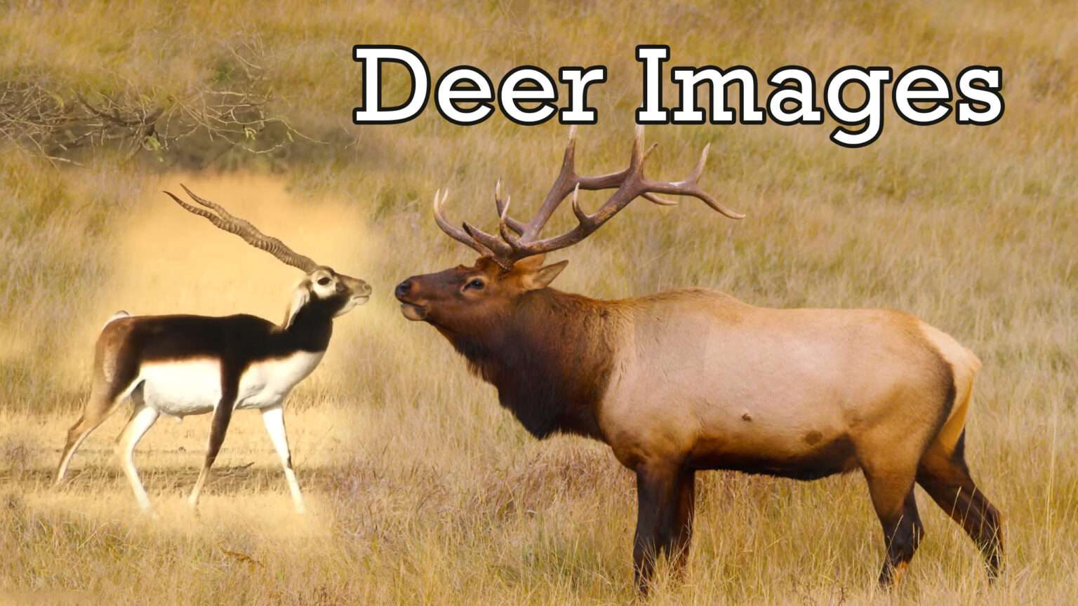 50+ Download Beautiful Deer Images in 4K