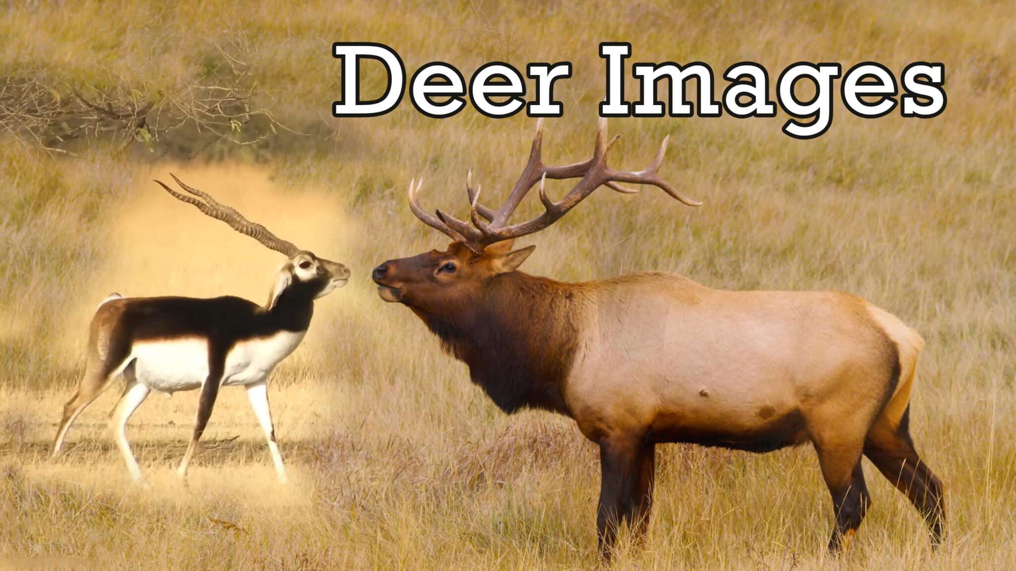 50+ Download Beautiful Deer Images in 4K
