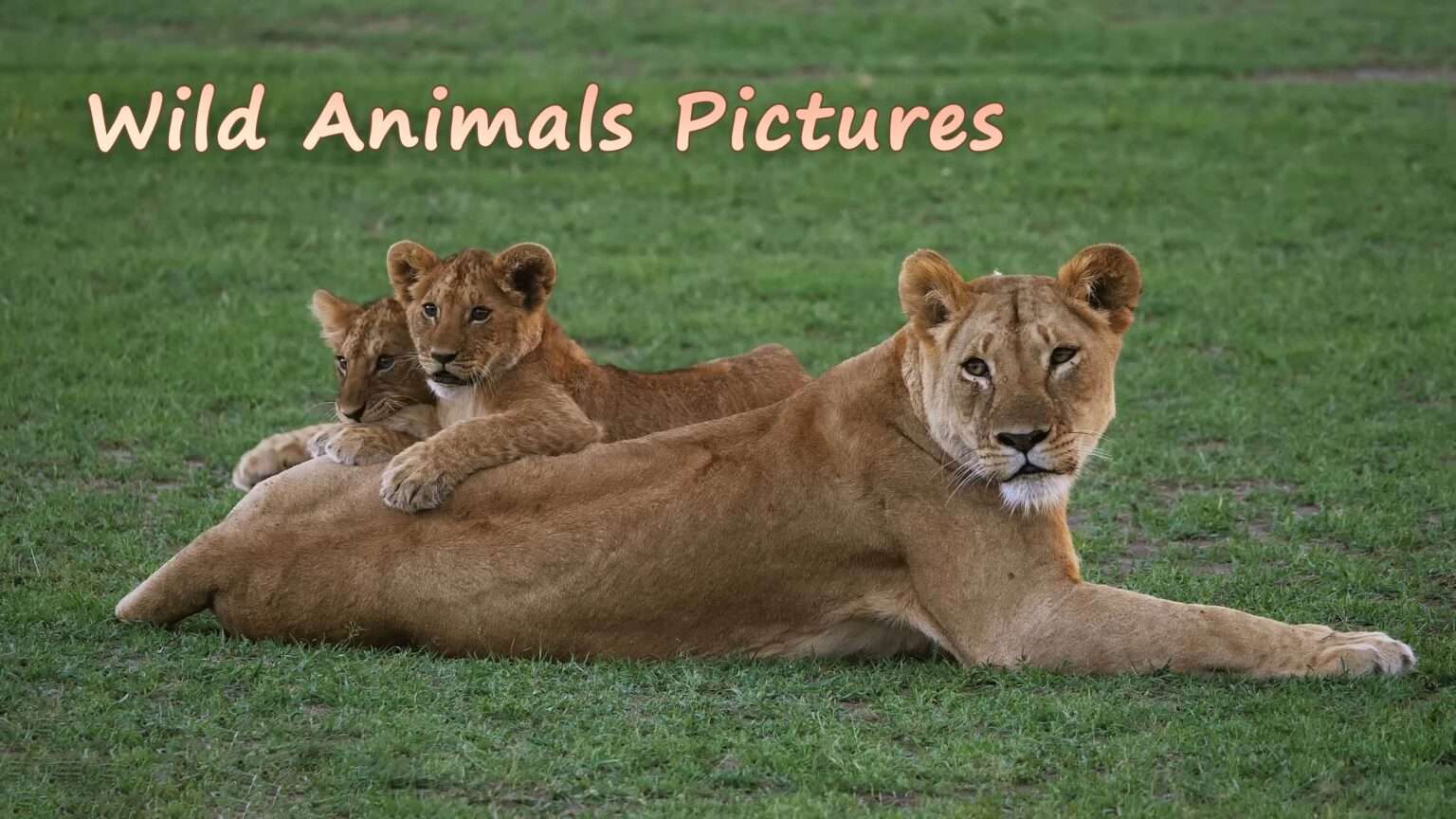 50+ Wild animals pictures and animals photos download free